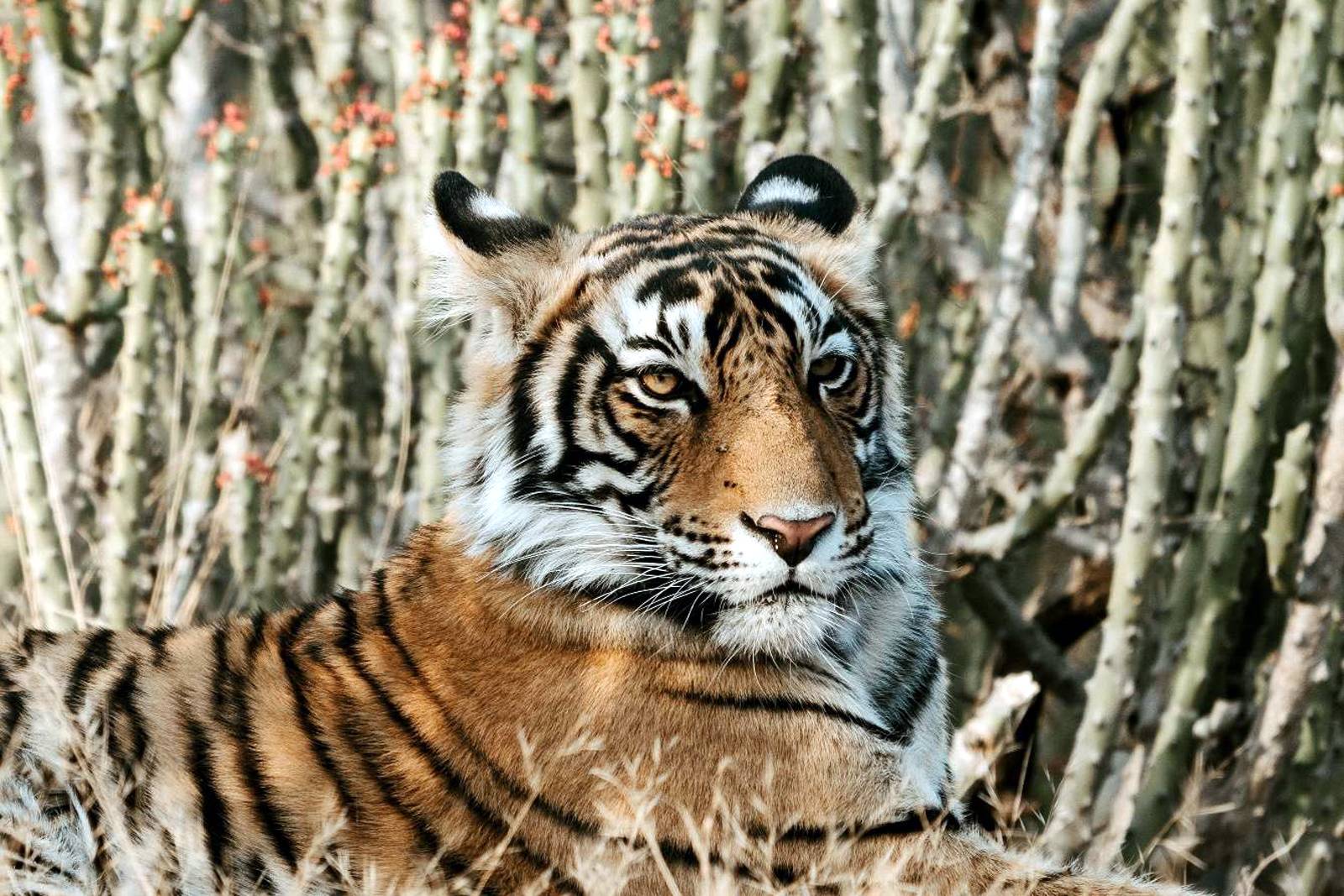 Tigers - Wildlife Escapes