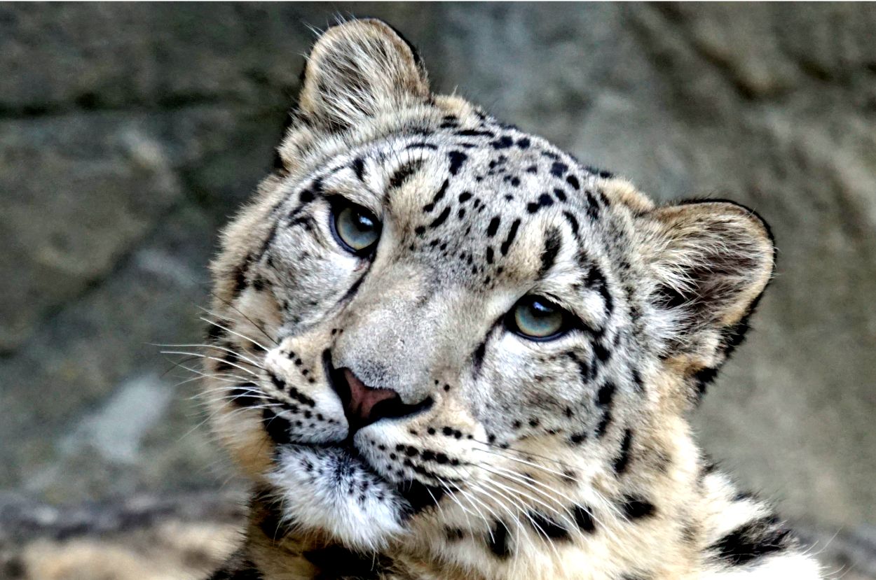 February - Wildlife Escapes