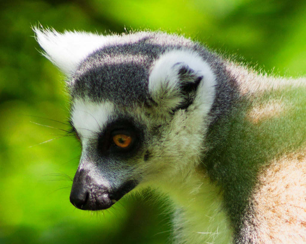 Dancing Lemurs of Madagascar - Wildlife Escapes