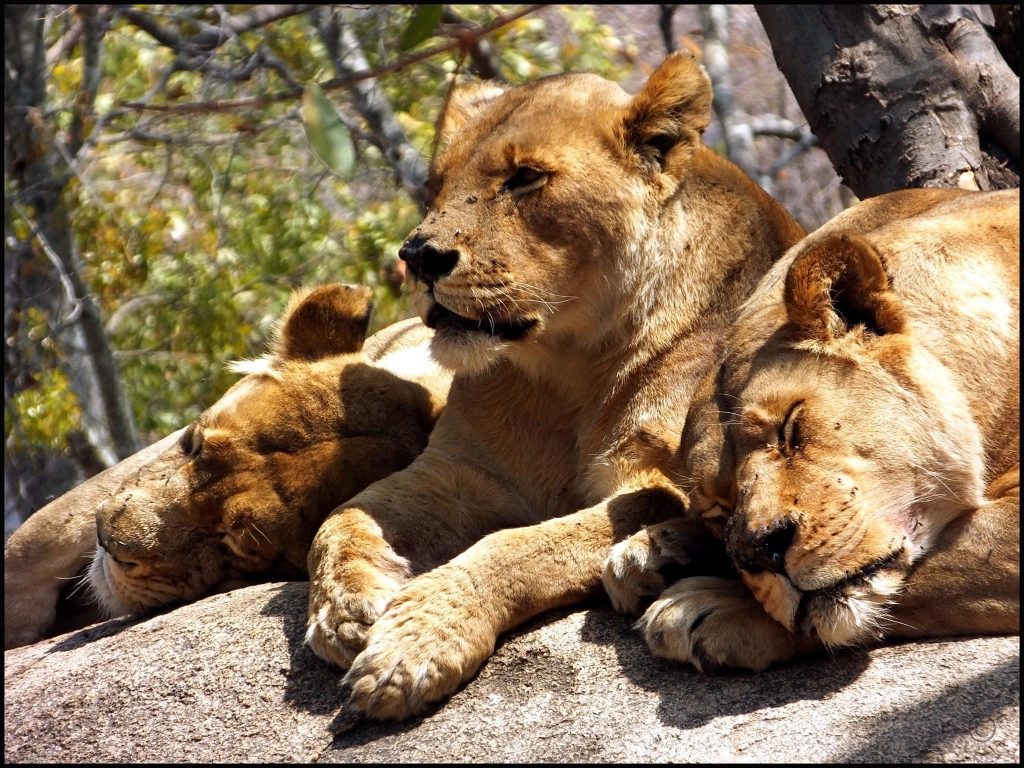 What we know about ‘Kings’ in the animal world. - Wildlife Escapes