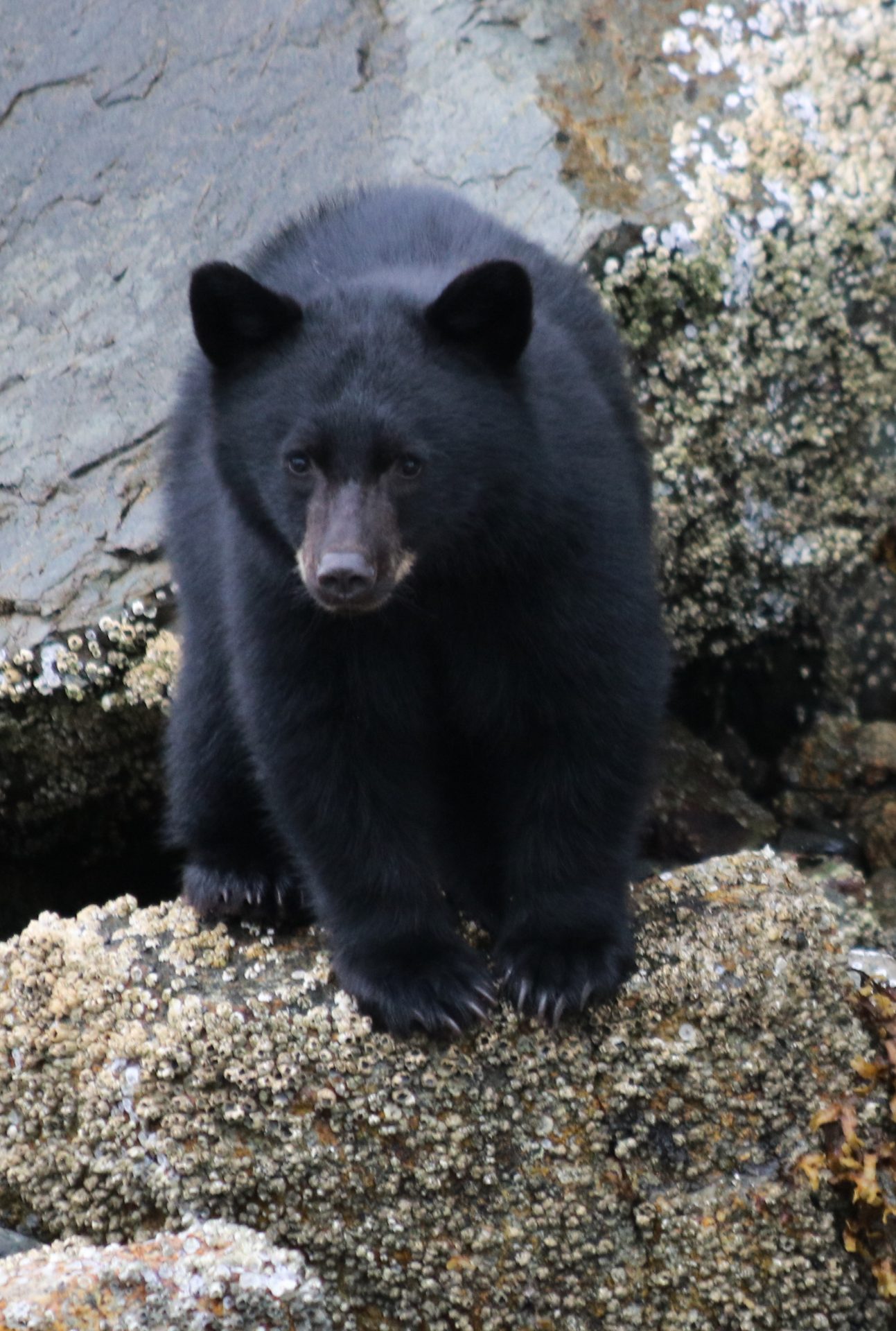 Bears of British Columbia - Wildlife Escapes