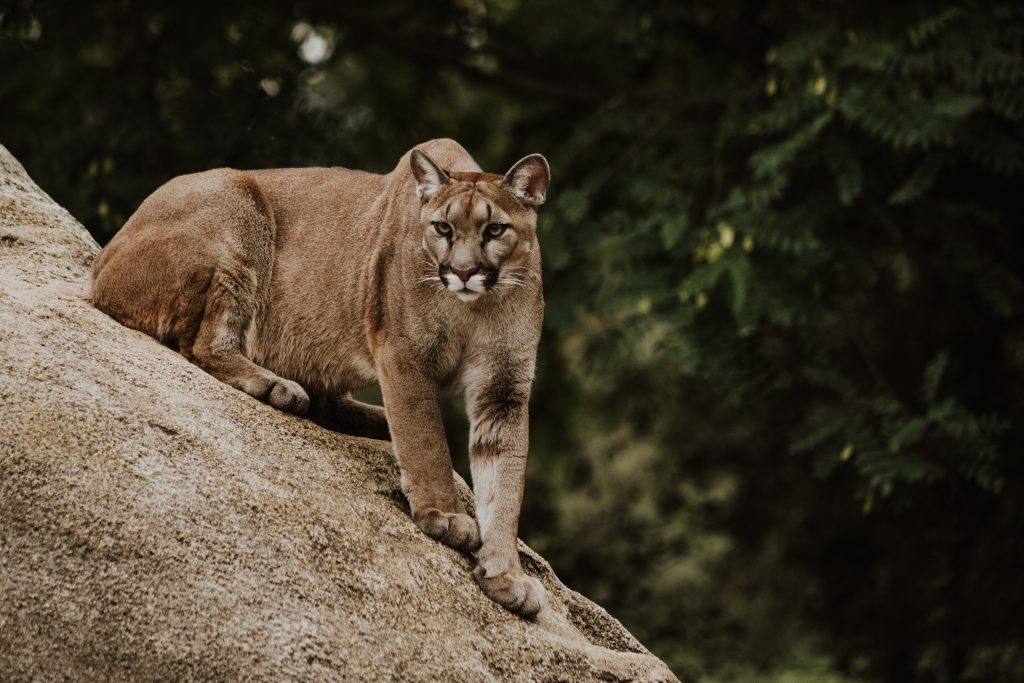 Puma tracking in Torres del Paine National Park, Chilean Patagonia ...