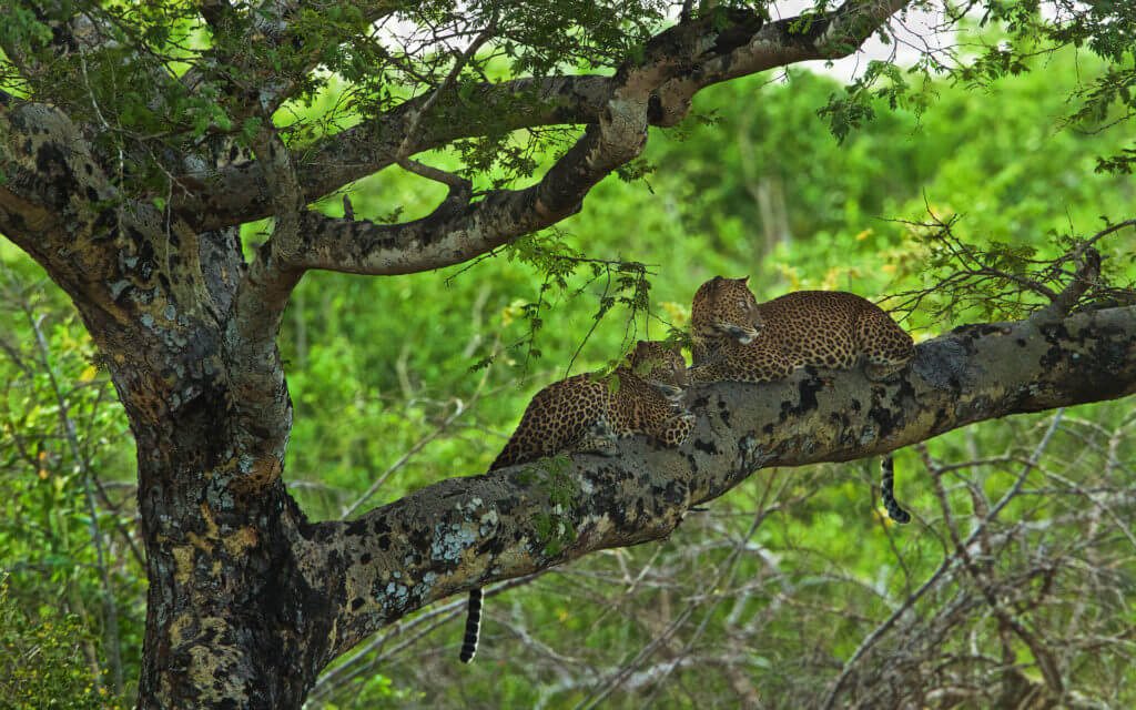 Our Little Gems - Kulu Safari Tented Camp, Sri Lanka - Wildlife Escapes