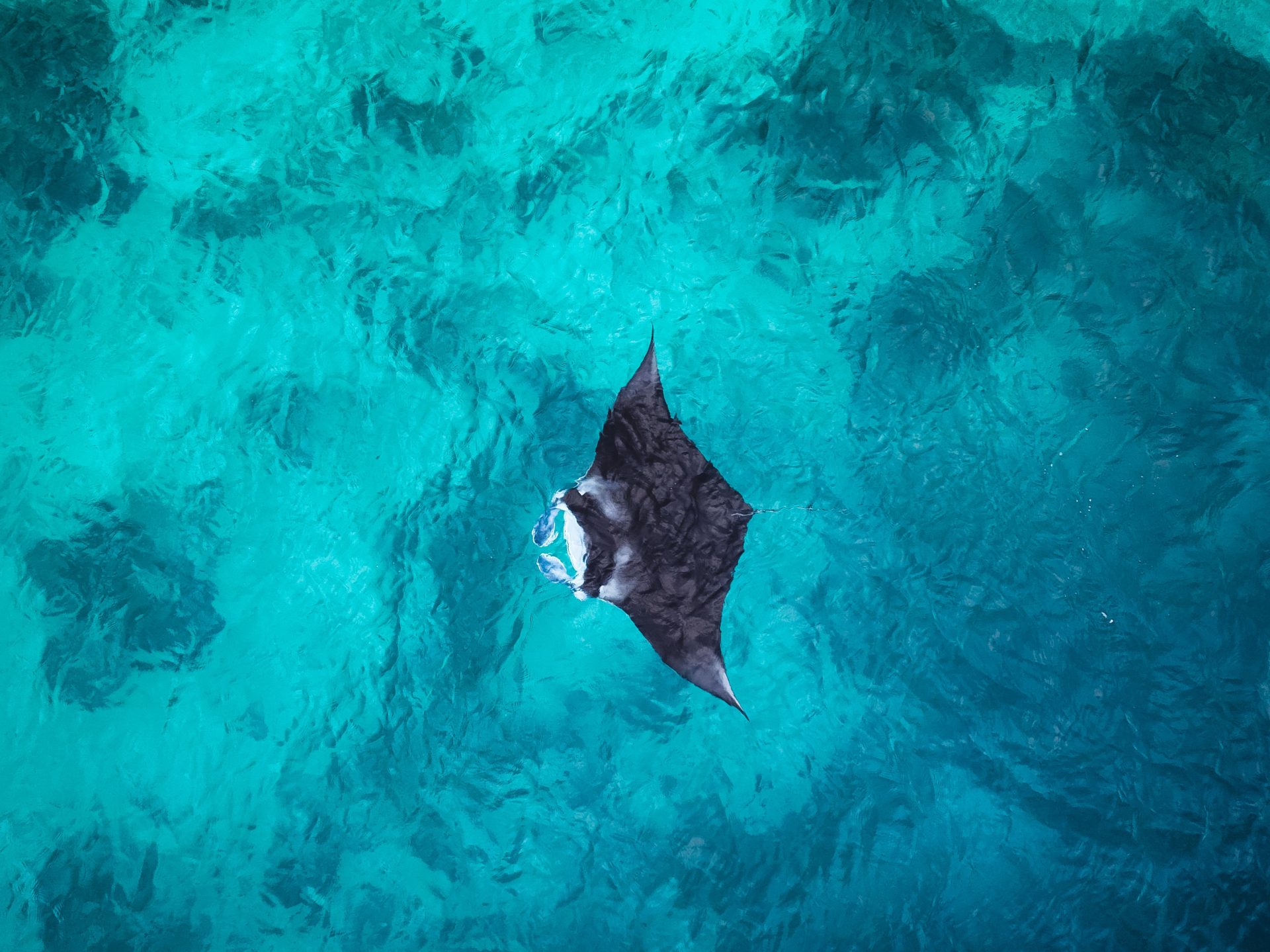 Maldives Manta Ray Experience - Wildlife Escapes